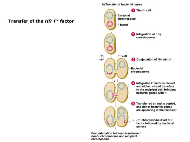 Chapter 15 bacterial gene | PPT | Genetics | Science