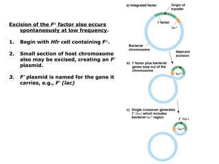 Chapter 15 bacterial gene | PPT | Genetics | Science