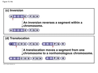 Chapter 15 Chromosomal Inheritance.ppt