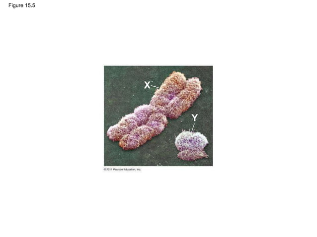 Chapter 15 Chromosomal Inheritance.ppt