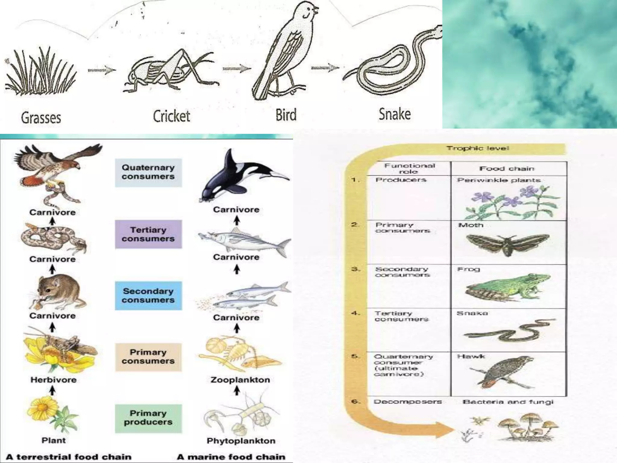 Chapter 15 our environment | PPTX