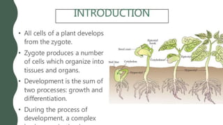 Chapter 15 Plant Growth and Development.pptx
