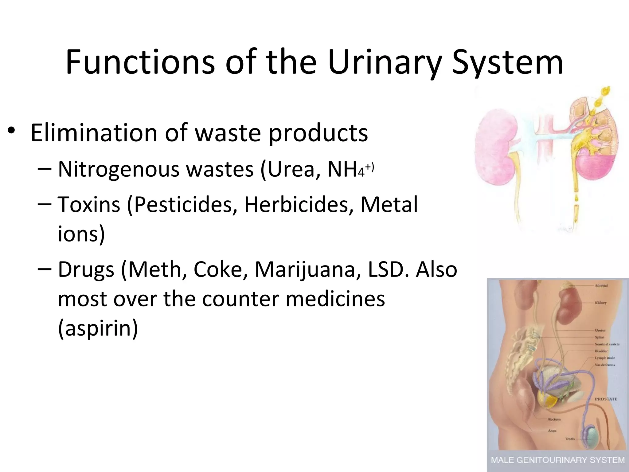 Chapter 15 the uirnary system | PPT