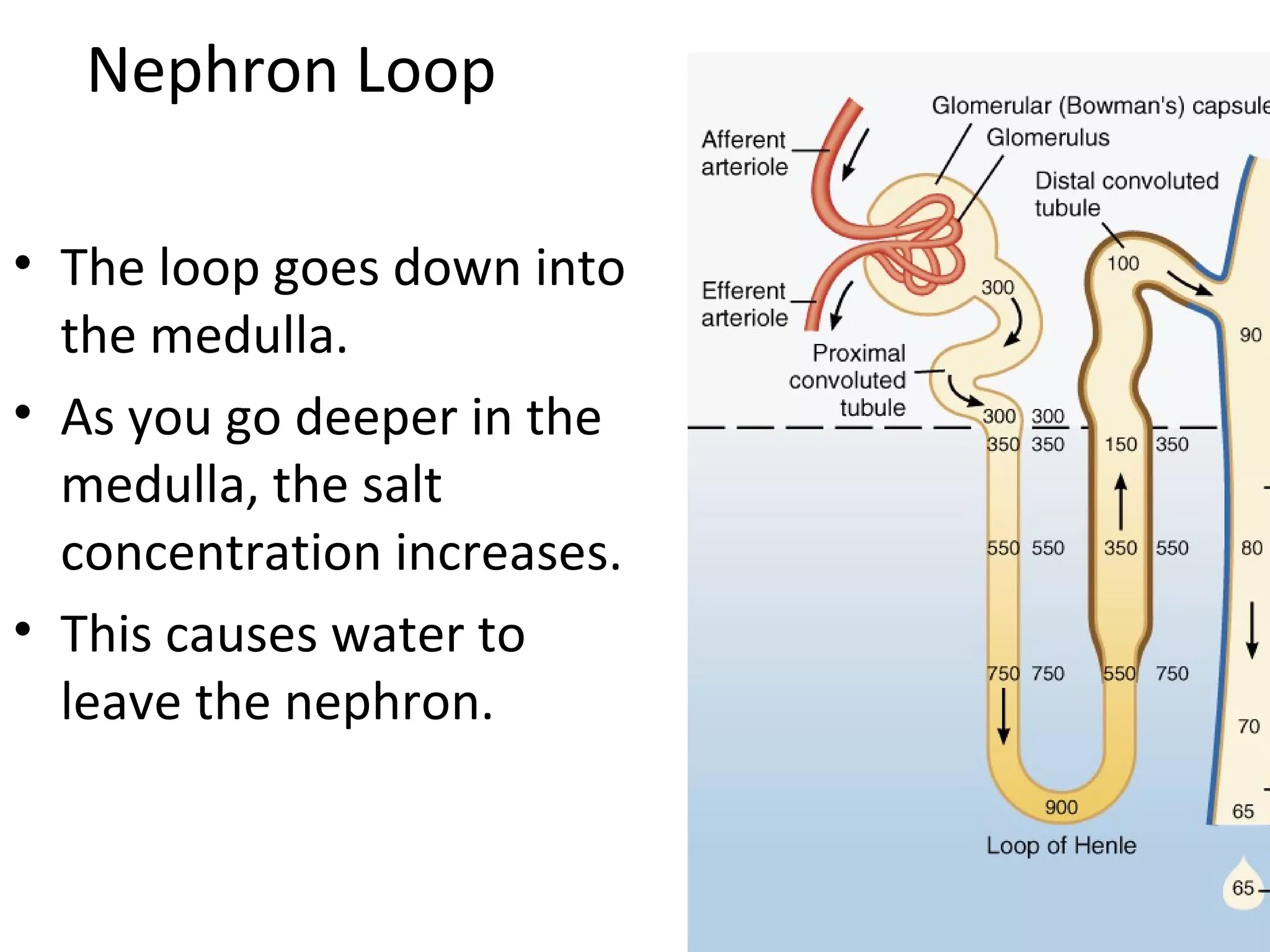 Chapter 15 the uirnary system | PPT