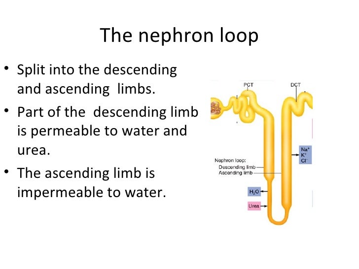 Chapter 15 the uirnary system