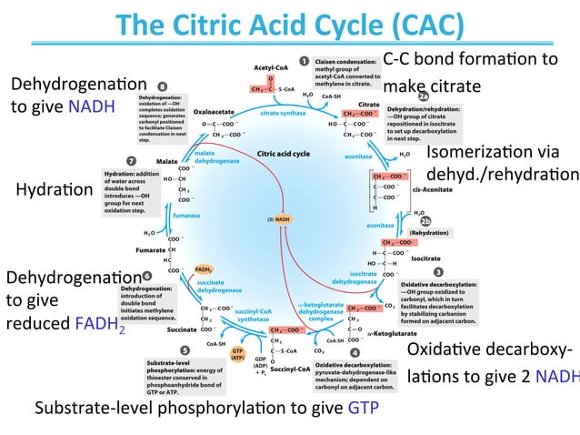 Chapter 16 - The citric acid cycle - Biochemistry | PPT