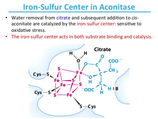 Chapter 16 - The citric acid cycle - Biochemistry