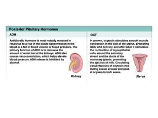 Chapter 16 - anatomy and physiology 2 class | PDF