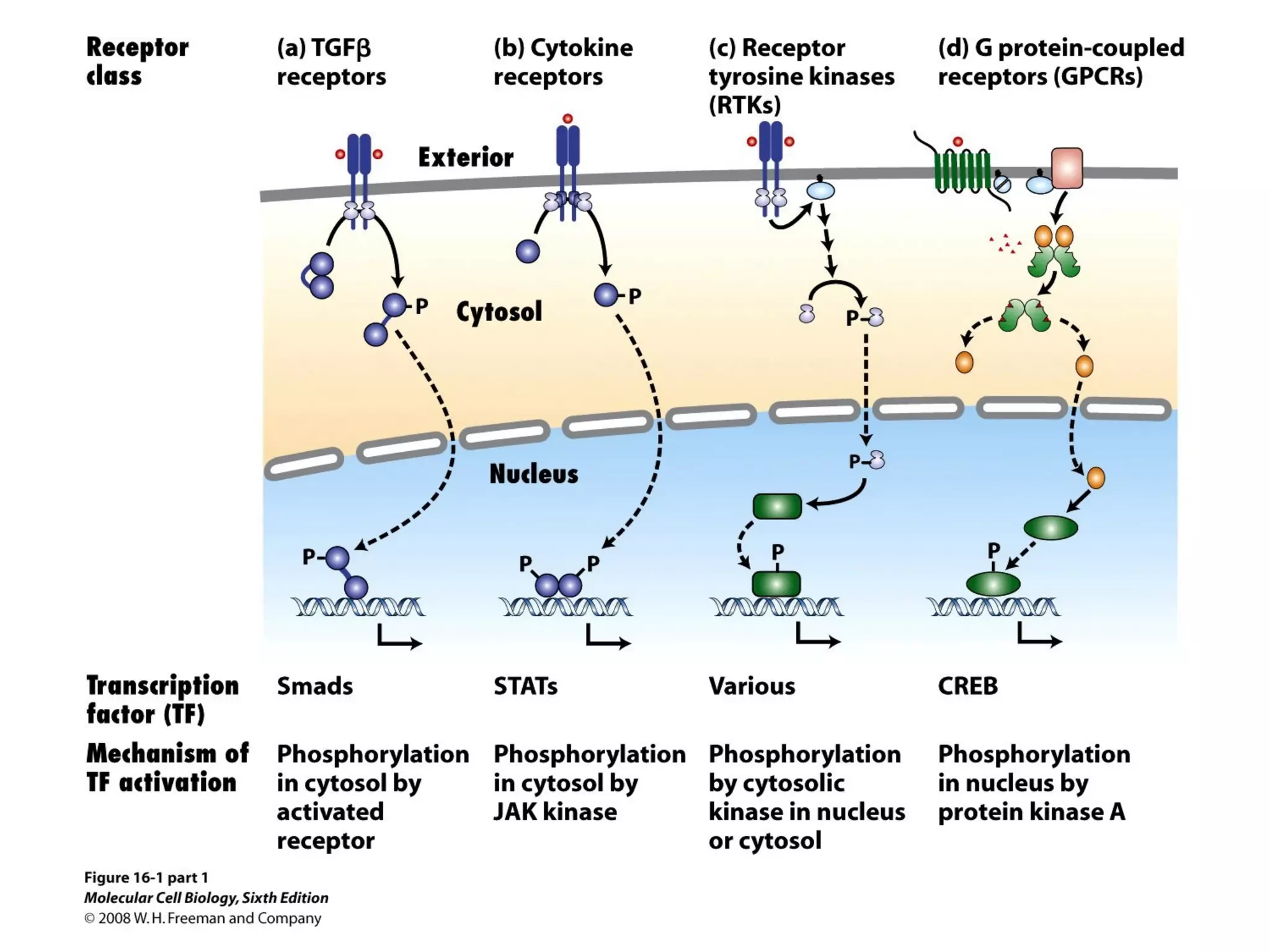 Molecular Cell Biology Lodish 6th.ppt - Chapter 16 cell signaling ii ...
