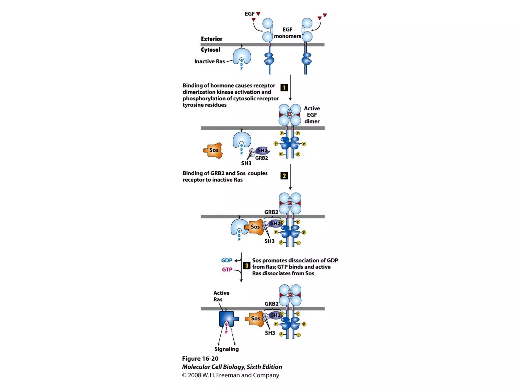 Molecular Cell Biology Lodish 6th.ppt - Chapter 16 cell signaling ii ...