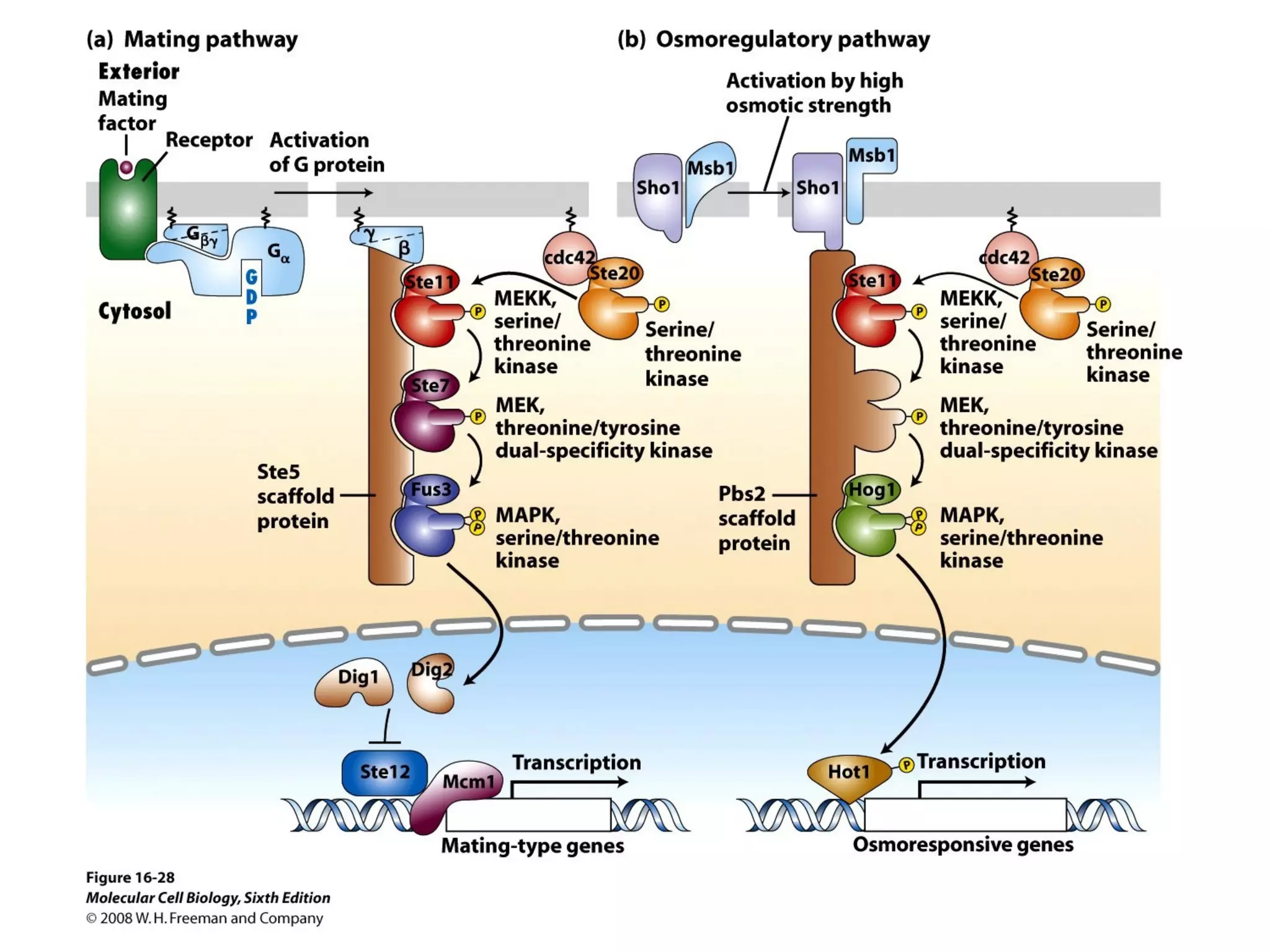Molecular Cell Biology Lodish 6th.ppt - Chapter 16 cell signaling ii ...