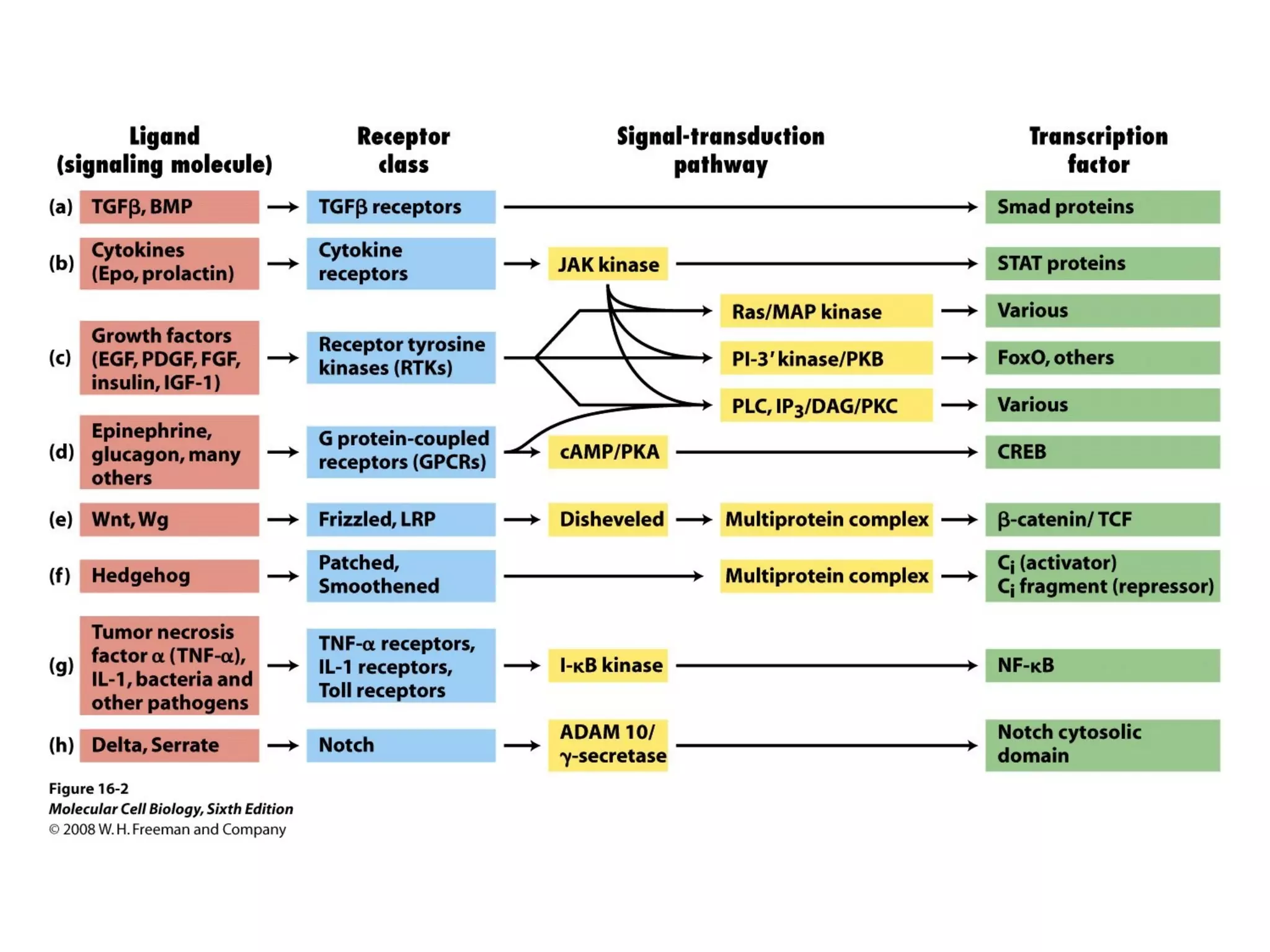 Molecular Cell Biology Lodish 6th.ppt - Chapter 16 cell signaling ii ...