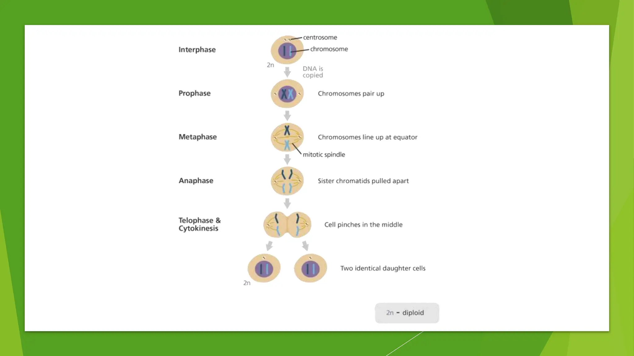 IGCSE Biology Chapter 16- Chromosomes, Genes and Proteins.pptx