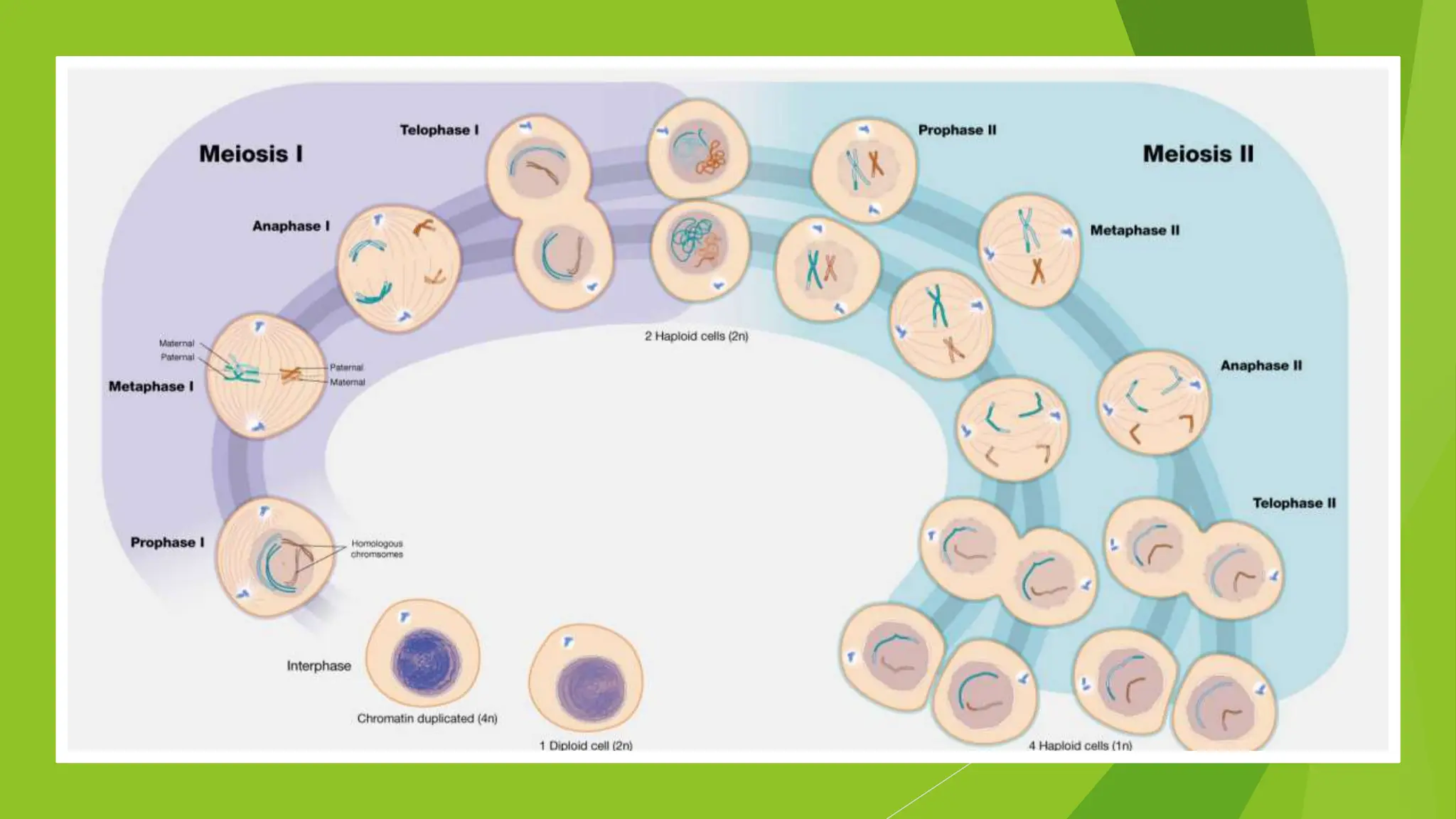 IGCSE Biology Chapter 16- Chromosomes, Genes and Proteins.pptx