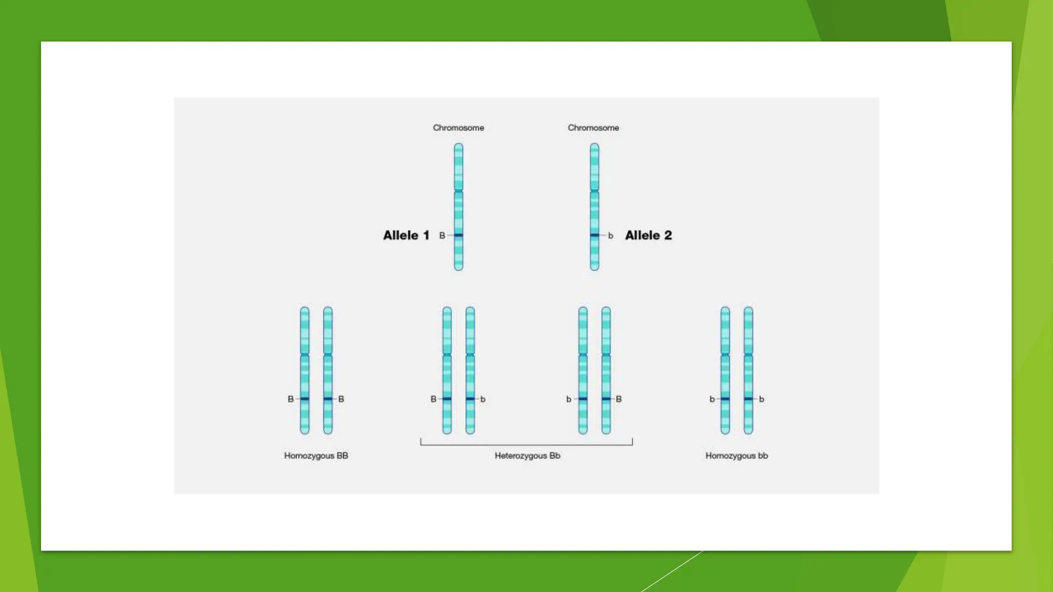 IGCSE Biology Chapter 16- Chromosomes, Genes and Proteins.pptx