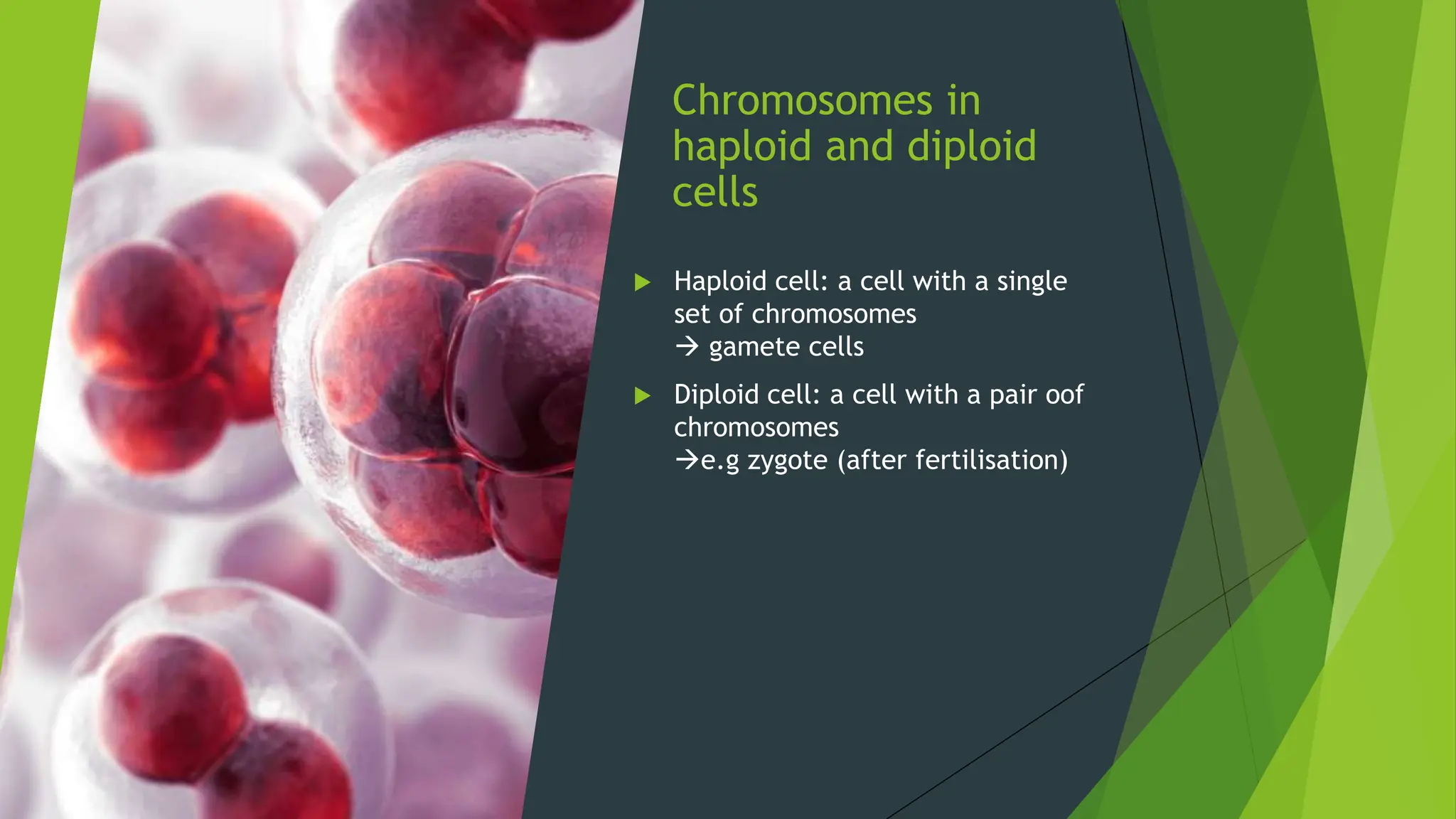 IGCSE Biology Chapter 16- Chromosomes, Genes and Proteins.pptx