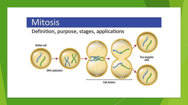 IGCSE Biology Chapter 16- Chromosomes, Genes and Proteins.pptx