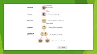 IGCSE Biology Chapter 16- Chromosomes, Genes and Proteins.pptx