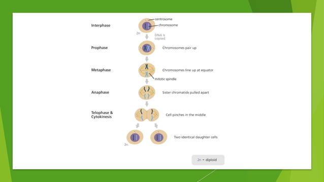 IGCSE Biology Chapter 16- Chromosomes, Genes and Proteins.pptx