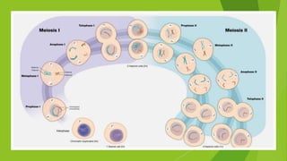IGCSE Biology Chapter 16- Chromosomes, Genes and Proteins.pptx