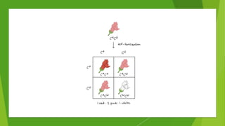 IGCSE Biology Chapter 16- Chromosomes, Genes and Proteins.pptx