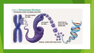 IGCSE Biology Chapter 16- Chromosomes, Genes and Proteins.pptx