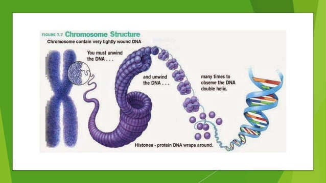 IGCSE Biology Chapter 16- Chromosomes, Genes and Proteins.pptx