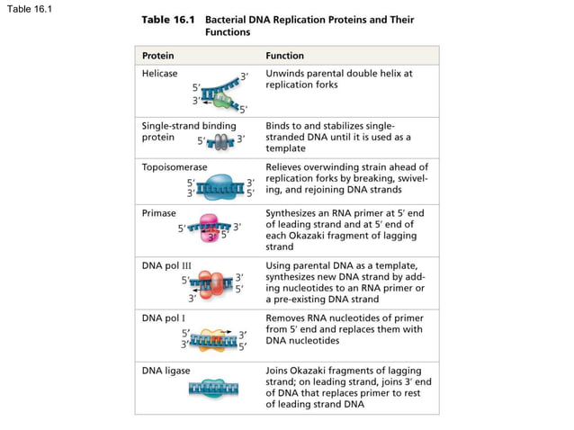 Chapter16 inheritance-151125150159-lva1-app6891 (1) | PPT