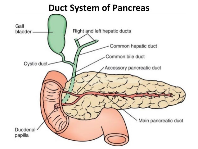 Chapter 16 liver-mod 3