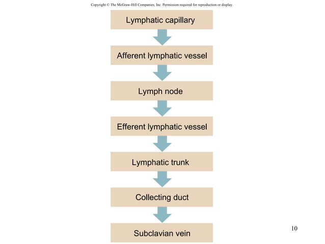 Chapter 16 Lymphatic System and Immunity | PPT | Biological Sciences ...