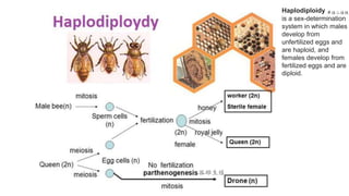 独中高中生物Chapter 16 cell division | PPT