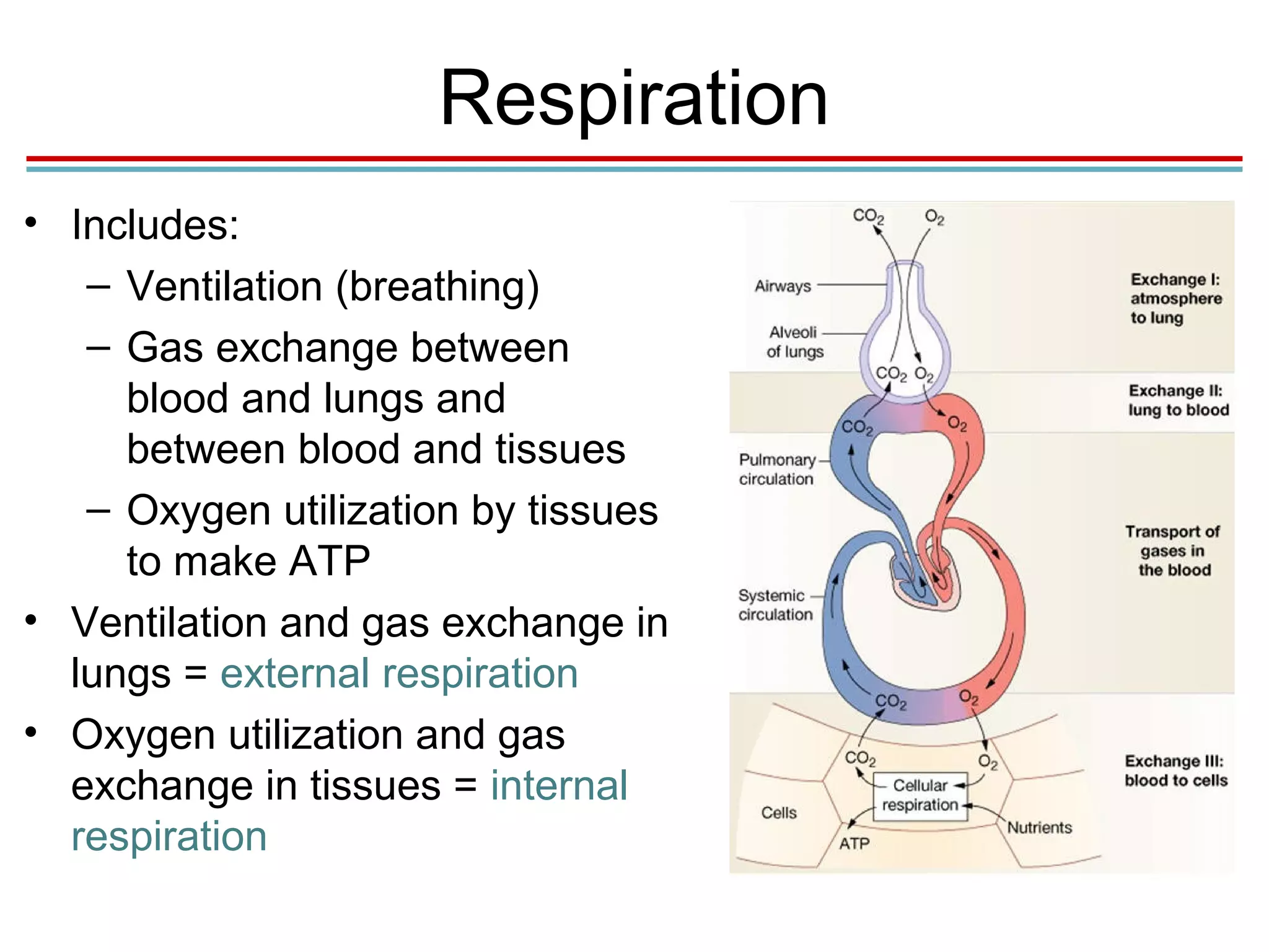 Chapter 16 lecture-1 | PPT