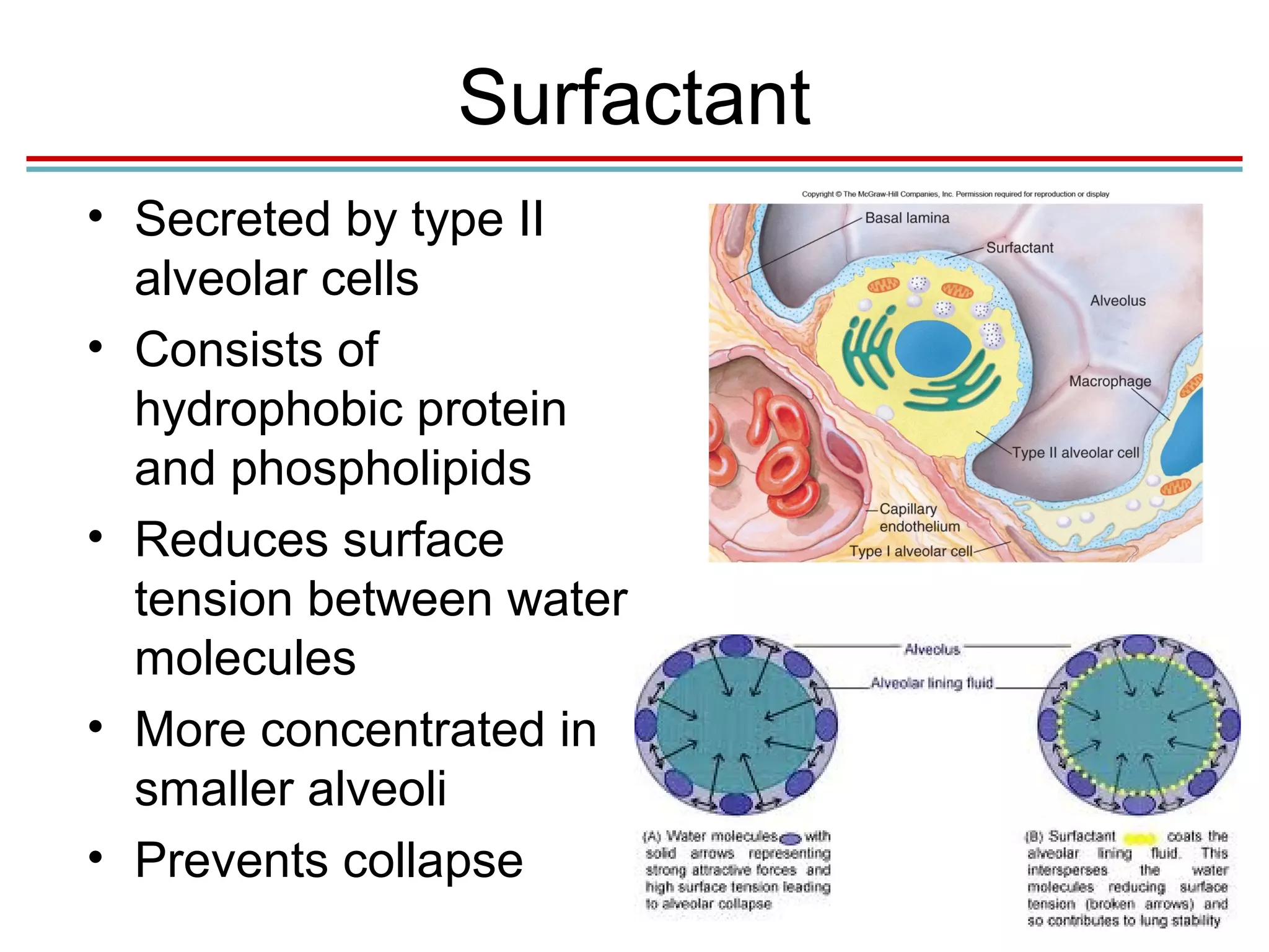 Chapter 16 lecture-1 | PPT