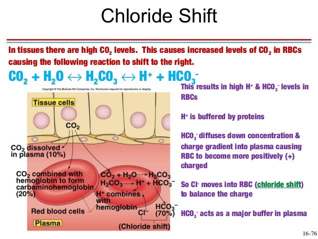 Chapter 16 lecture-1