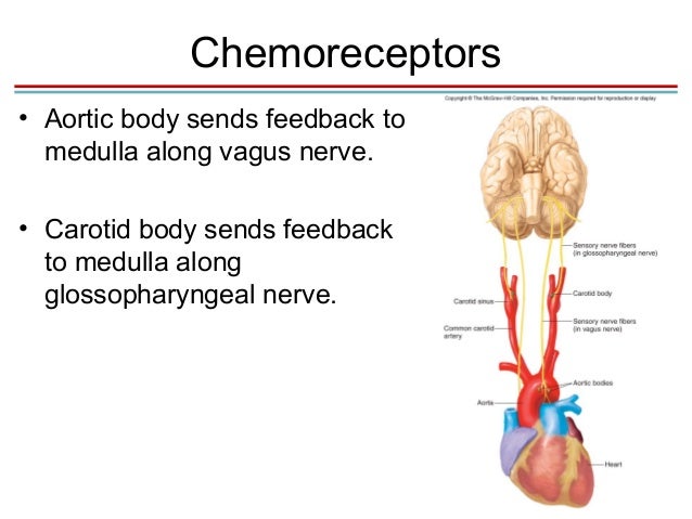 Chapter 16 lecture-1