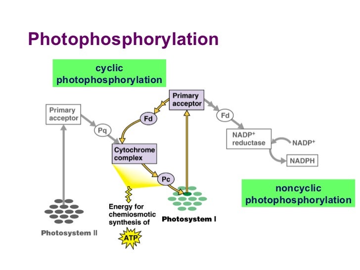 Cyclic Photophosphorylation Vs Noncyclic Photophosphorylation