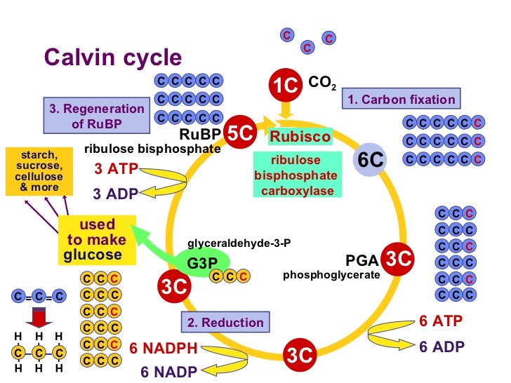 Chapter 16 lecture 2