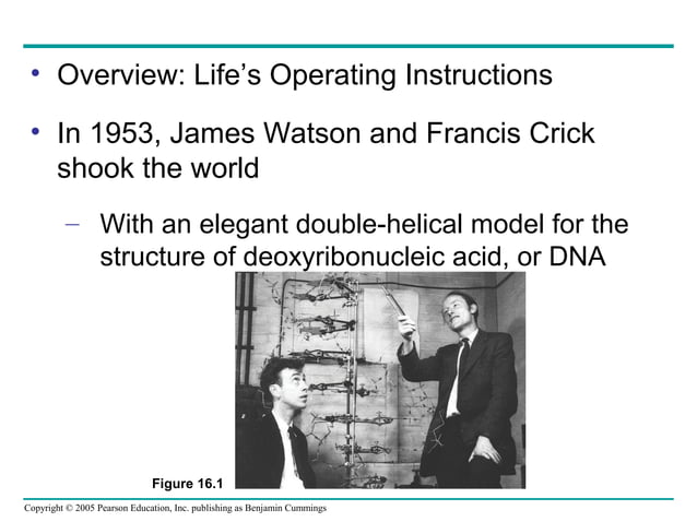Chapter 16 molecular inheritance | PPT