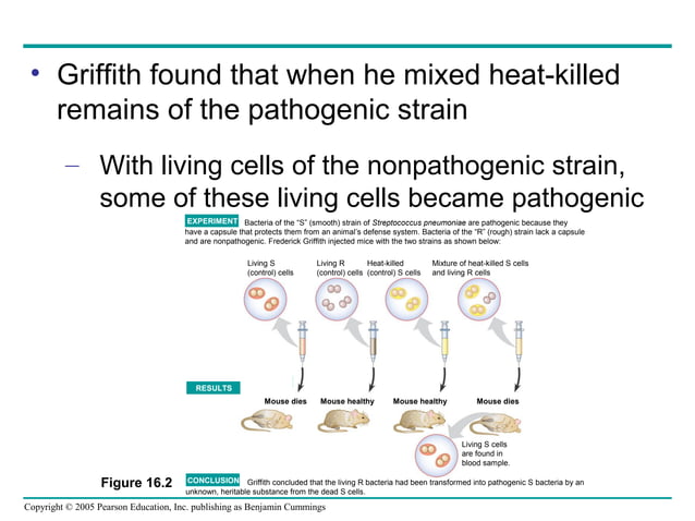 Chapter 16 molecular inheritance | PPT