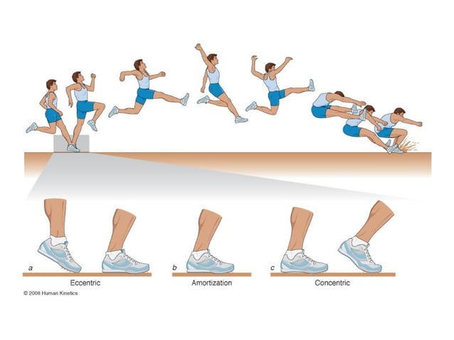 Chapter 16 Plyometrics | PPT | Physical Therapy | Wellness