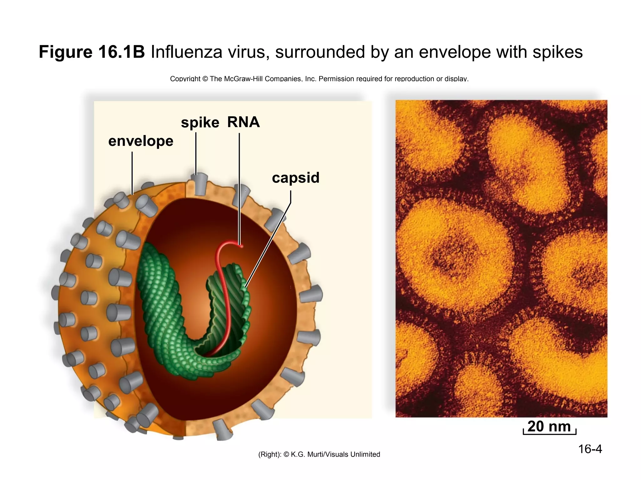 Bio 100 Chapter 16 | PPT