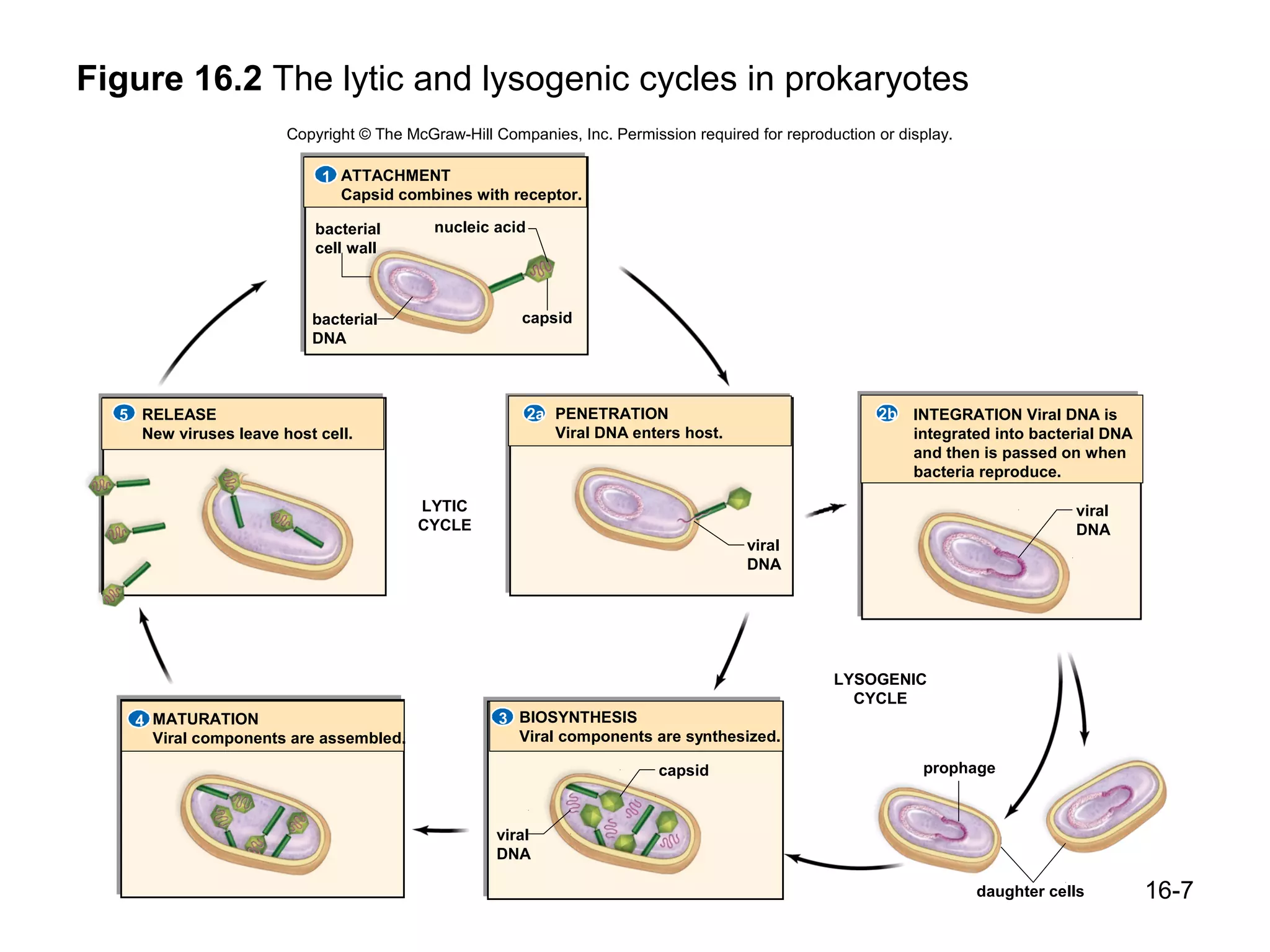 Bio 100 Chapter 16 | PPT