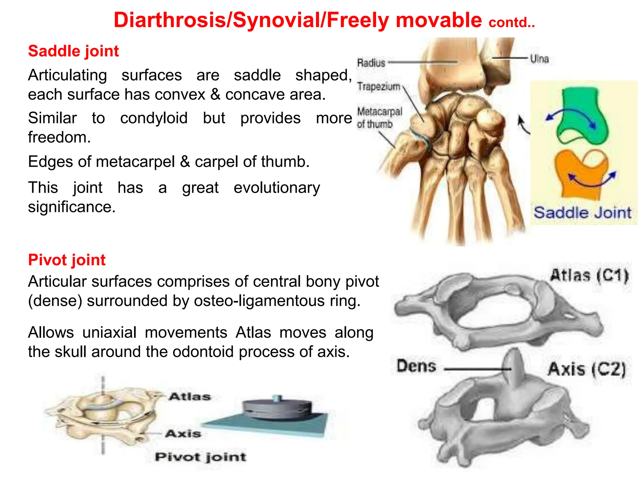 Chapter 16 Skeleton & Movement.pptx