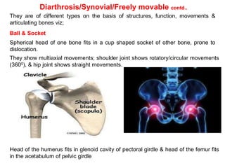 Chapter 16 Skeleton & Movement.pptx