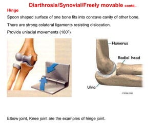 Chapter 16 Skeleton & Movement.pptx