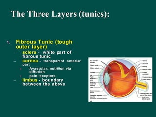 Chapter16 specialsensesmarieb | PPT