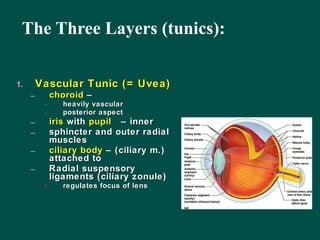 Chapter16 specialsensesmarieb | PPT