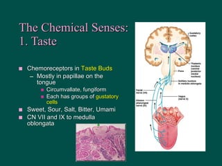 Chapter16 specialsensesmarieb | PPT