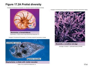 Bio 100 Chapter 17 | PPT