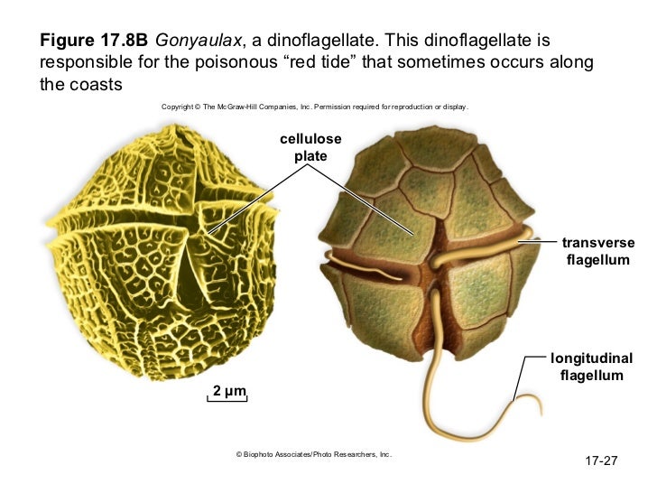Dinoflagellates Diagram